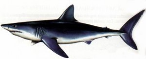 Tiburon mako » TIBURONPEDIA